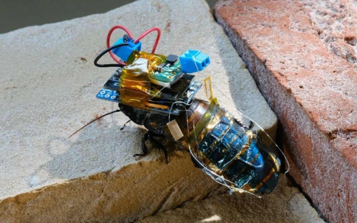 Cyborg cockroaches are real, and they're coming to your rescue (one day ...