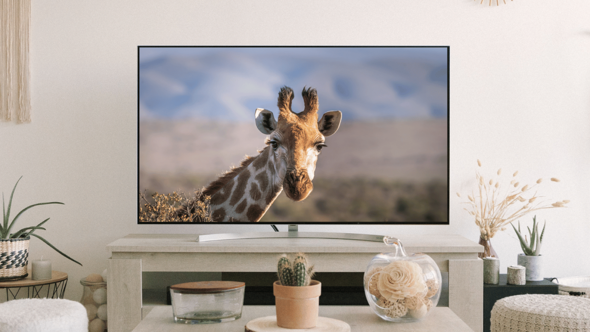 DStv no longer broadcasting the WildEarth channel – here's how you can ...
