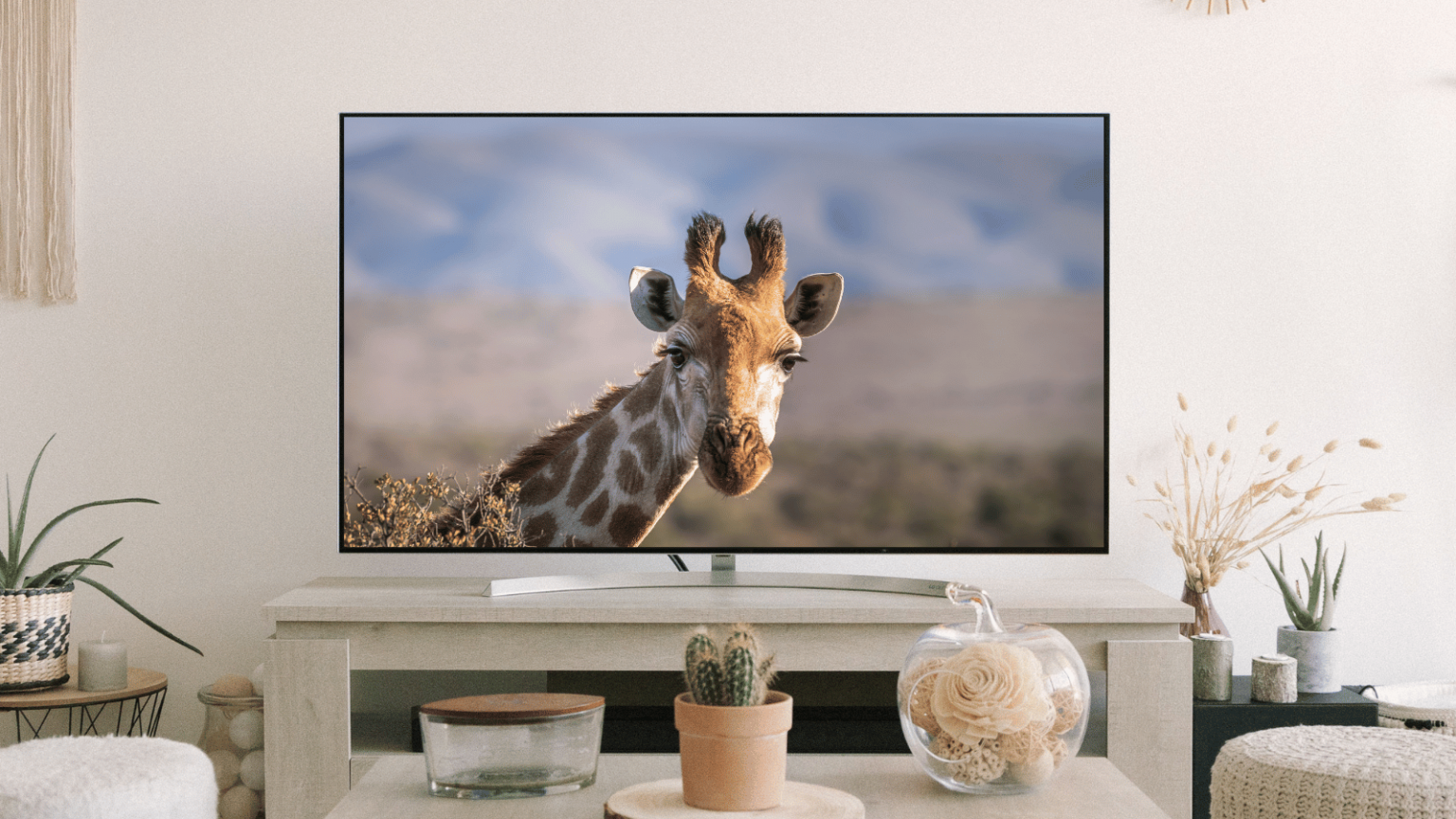 DStv no longer broadcasting the WildEarth channel – here's how you can ...