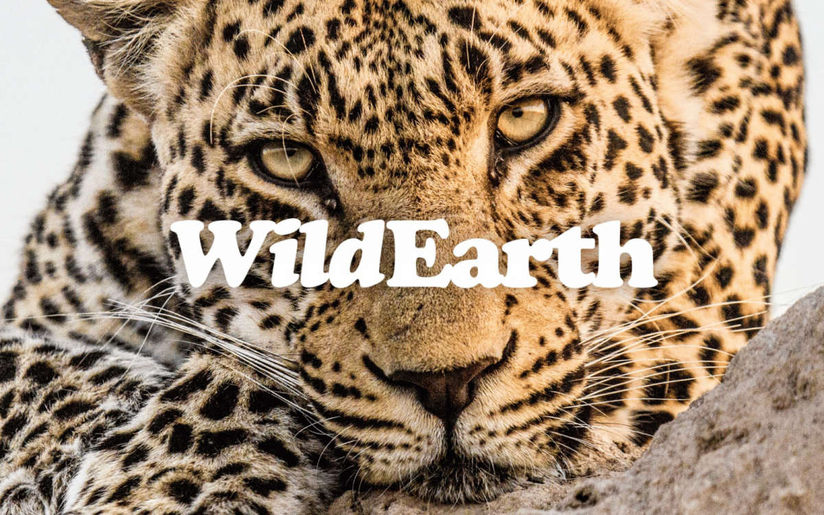DStv no longer broadcasting the WildEarth channel – here's how you can ...