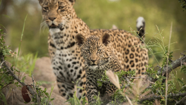 DStv no longer broadcasting the WildEarth channel – here's how you can ...