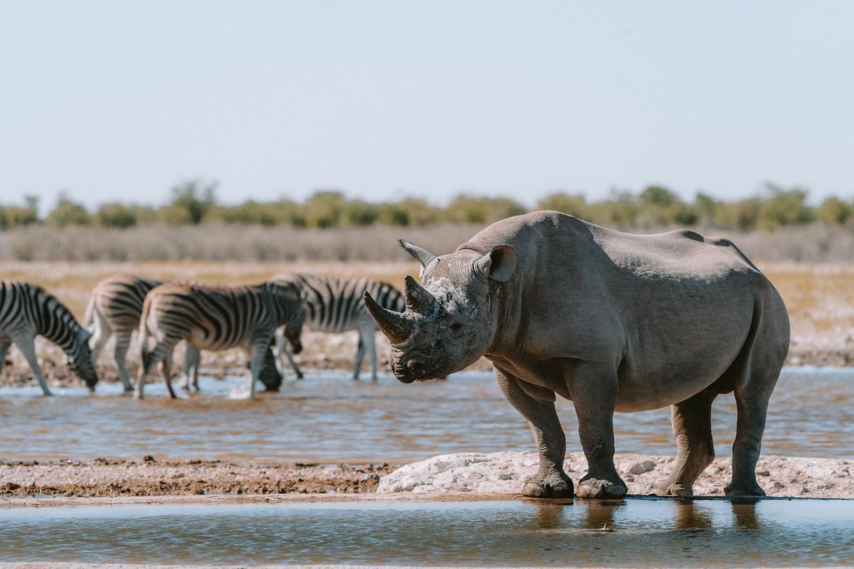 AI in nature conservation: powerful tool or dangerous shortcut? - Stuff ...